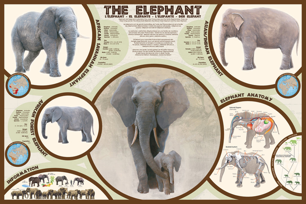 Elephant Info Poster Motivational Posters Wildlife | Corporate Gifts