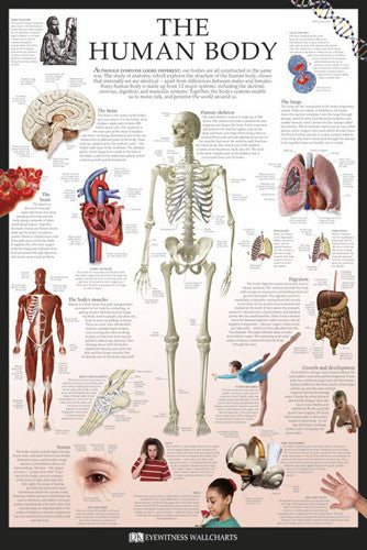 The Human Body Educational Poster - DK Eyewitness Wallcharts/Pyramid ...