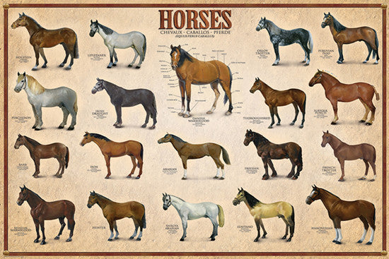 The Horses Poster (19 Equine Breeds) - Eurographics Inc. – Sports ...
