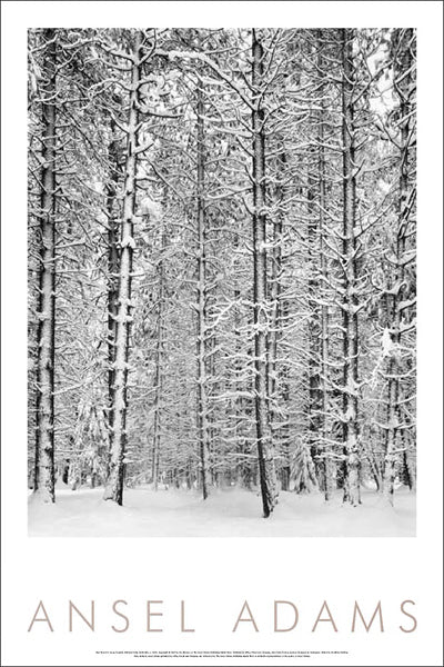 Ansel Adams "Pine Forest in the Snow" (Yosemite 1932) Classic Black-an ...