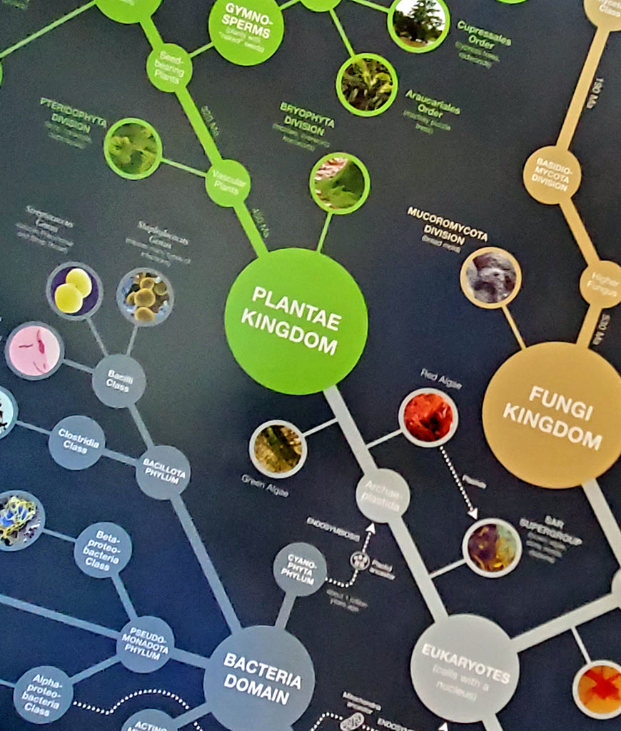 Evolutionary Tree of Life Wall Chart Premium 24x36 Reference Poster ...
