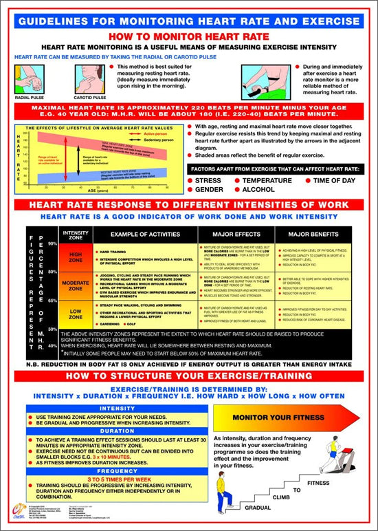 Major Muscles Anatomy Wall Chart Poster Combo - Chartex Ltd. – Sports ...