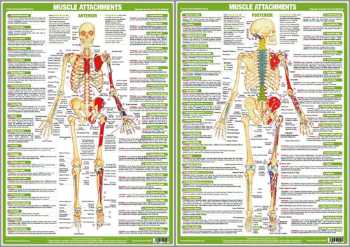 Chartex Products - Fitness, Health, Wellness, Anatomy Posters – Sports ...