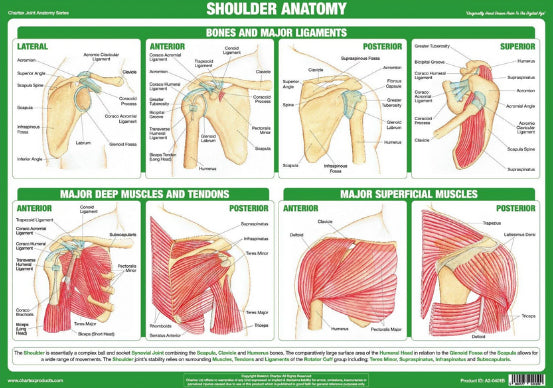 Anatomy of the Shoulder Joint Health and Fitness Wall Chart Poster ...