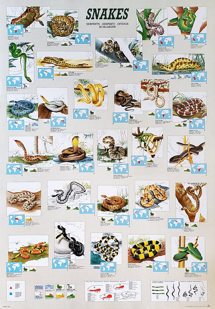 SNAKES Animal Zoology Wall Chart Educational 27x39 Poster - Ricordi Ar ...