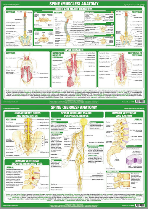 Chartex Products - Fitness, Health, Wellness, Anatomy Posters – Sports ...