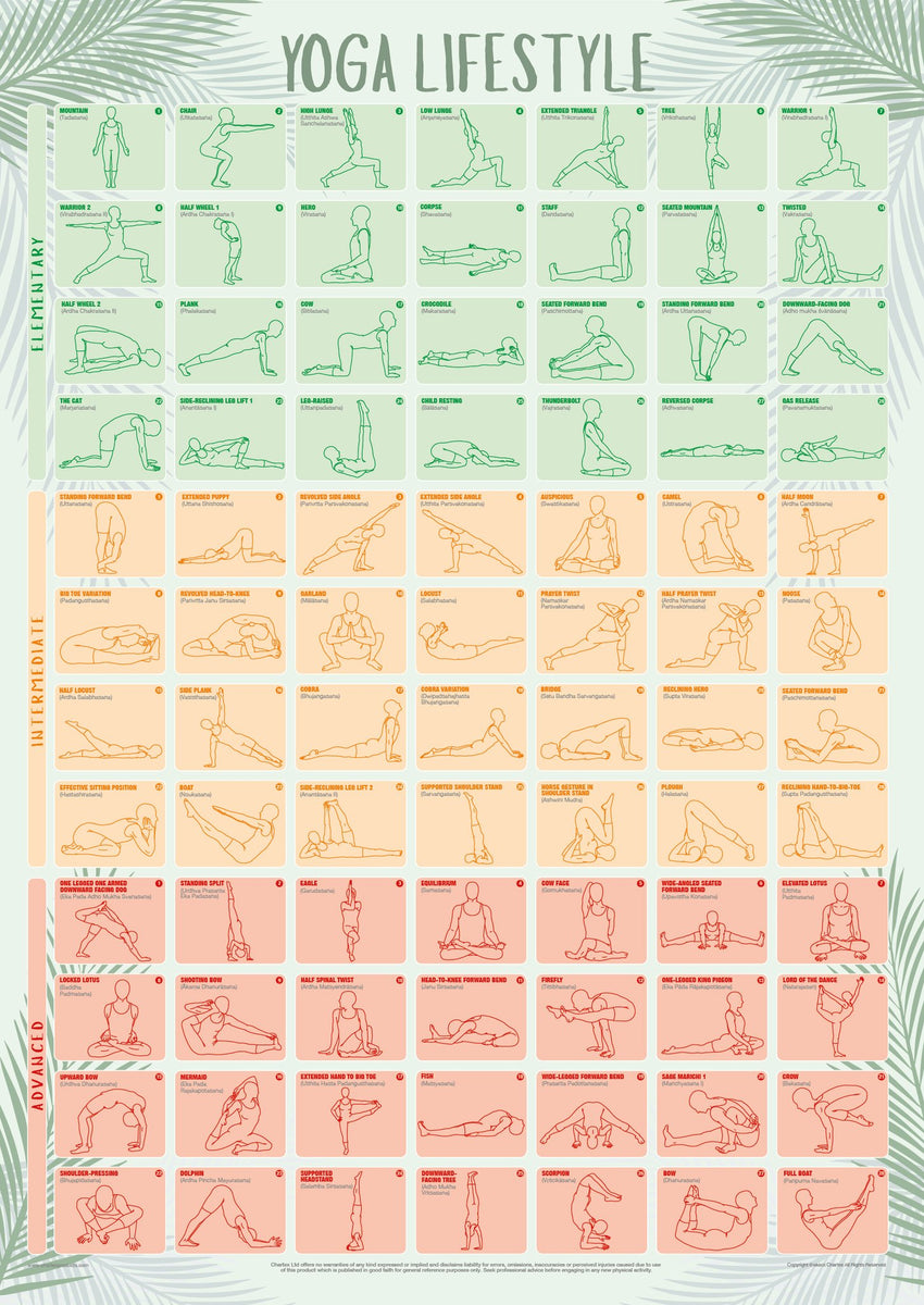 Major Muscles Anatomy Wall Chart Poster Combo - Chartex Ltd. – Sports ...