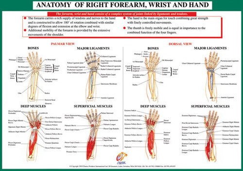 Anatomy of Forearm, Wrist and Hand Health and Fitness Wall Chart Poster ...