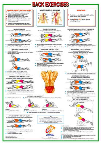 Major Muscles Anatomy Wall Chart Poster Combo - Chartex Ltd. – Sports ...