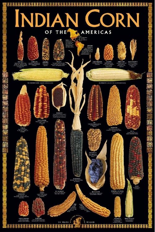 Indian Corn of the Americas Poster Wall Chart by Mark Miller - American ...