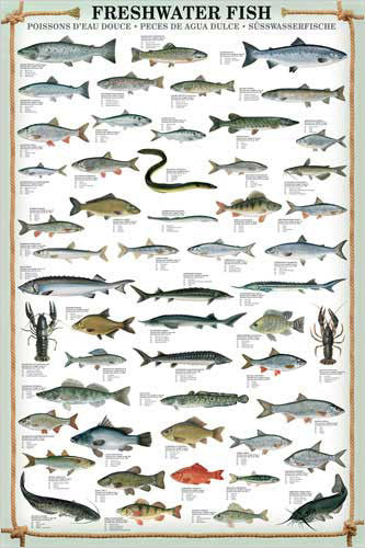 North American Freshwater Fish Species