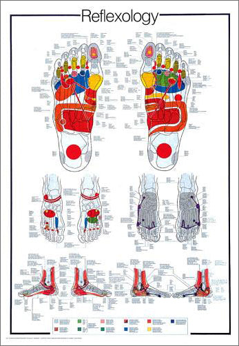 Reflexology Massage Therapy Reflex Points Wall Chart Poster - Nuova Ar ...