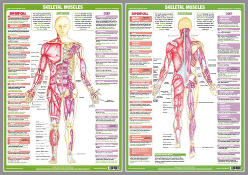 Strength Training Posters – Sports Poster Warehouse