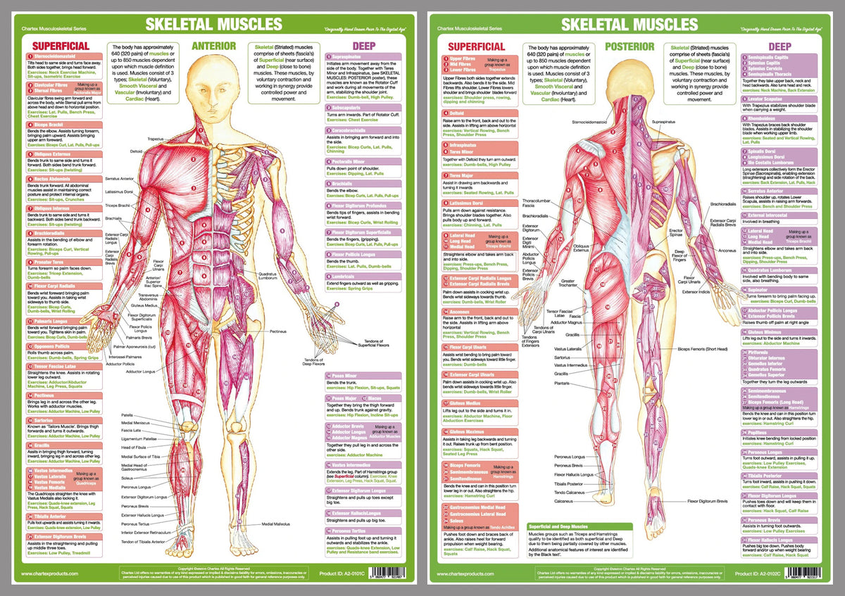 Leg Workout Professional Fitness Gym Wall Chart Poster - Fitnus Corp ...