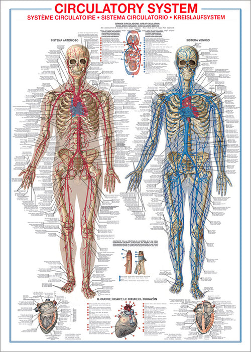 Educational Reference Posters – Sports Poster Warehouse