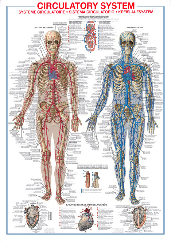 Child CPR First Aid Wall Chart Poster (2013 AHA Guidelines) - Fitnus ...